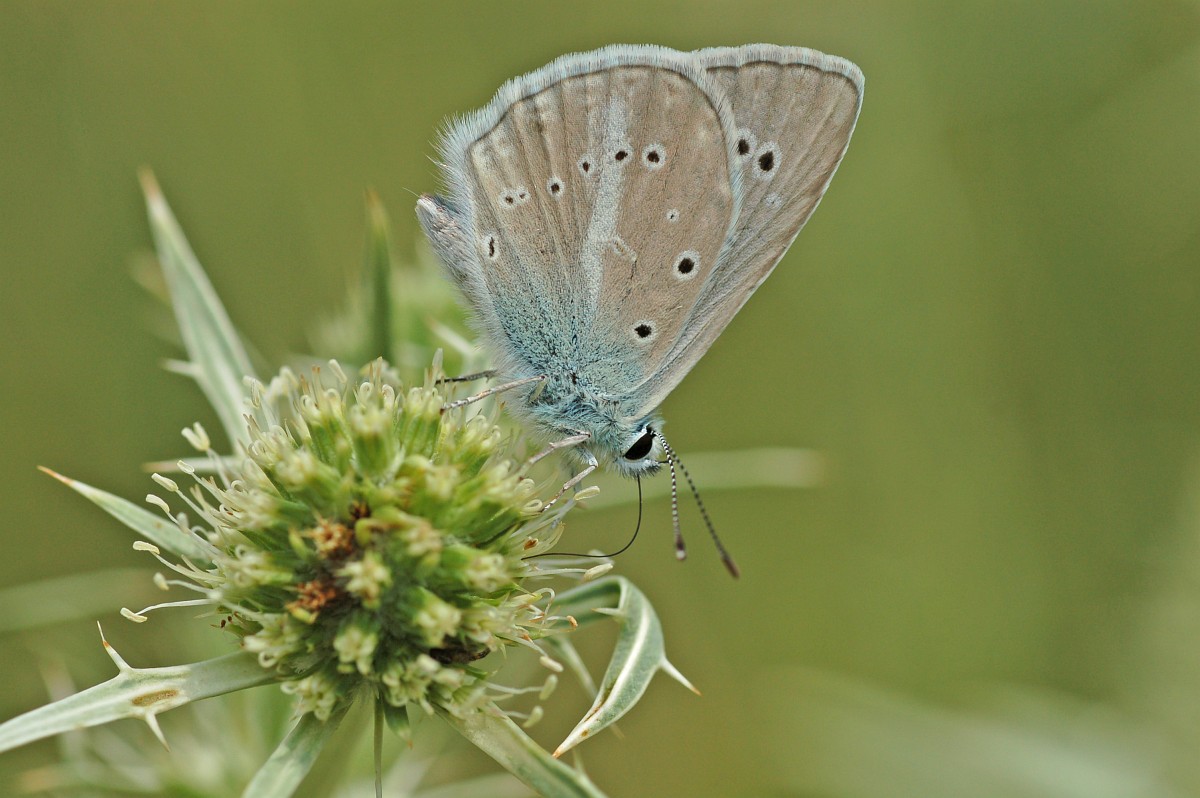 Polyommatus dolus, Furry Blue