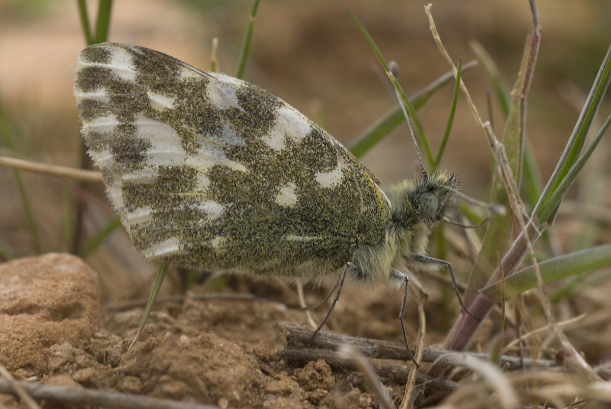 Pontia daplidice, Bath White