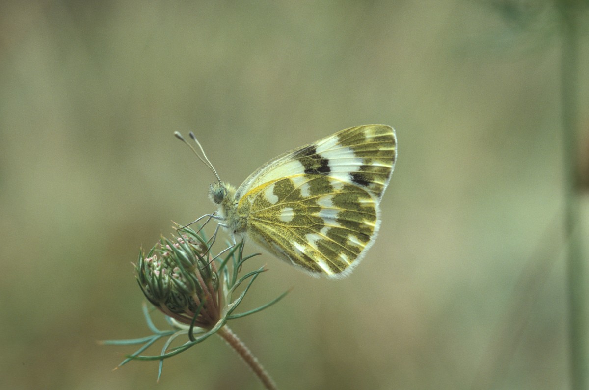 Pontia daplidice, Bath White