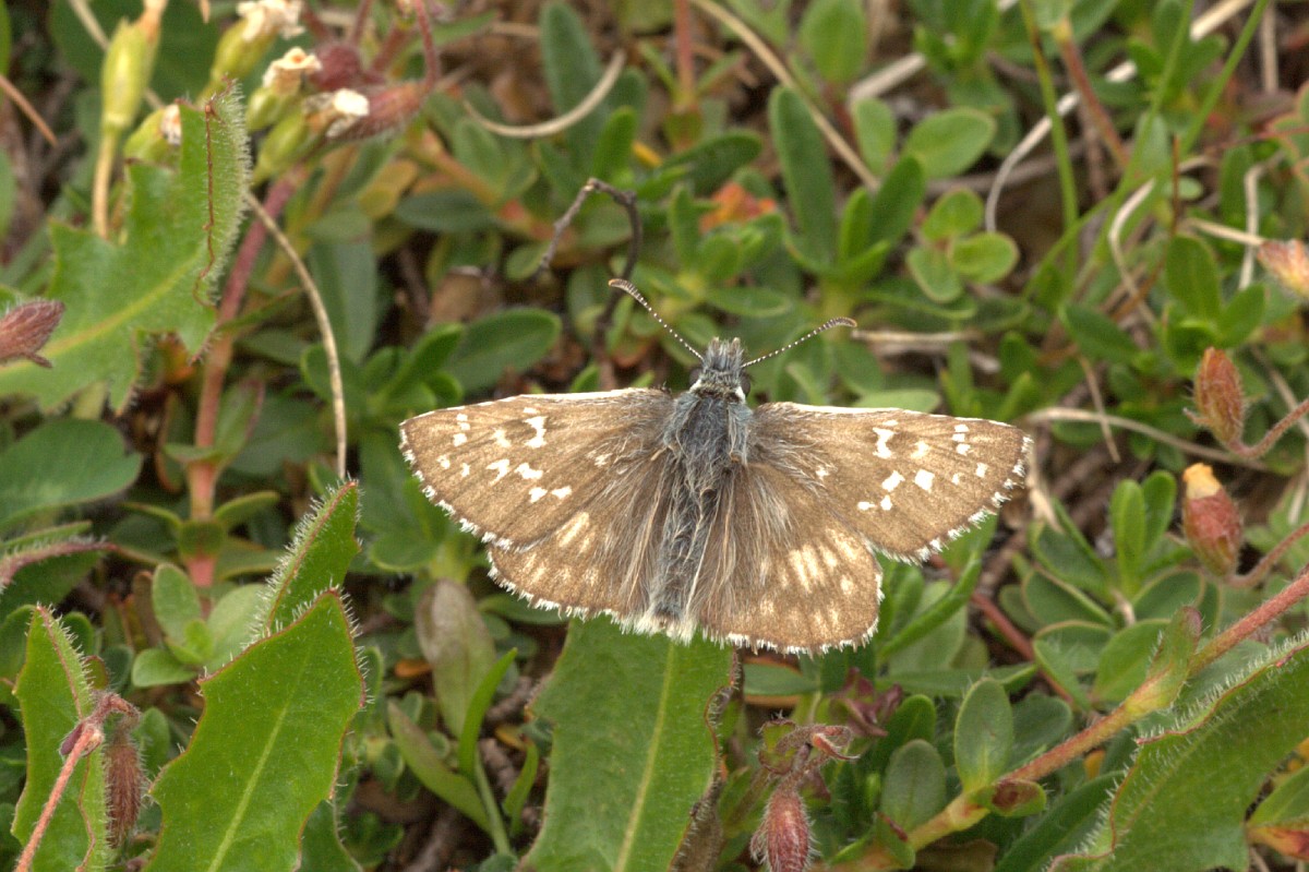 Pyrgus alveus, Large Grizzled Skipper