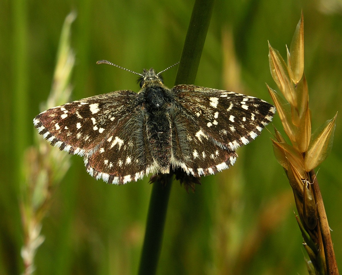 Pyrgus malvae, Grizzled Skipper