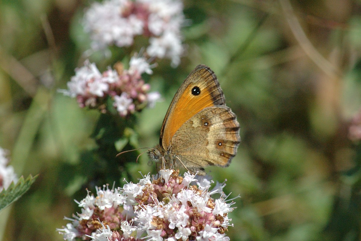 Pyronia tithonus, Gate Keeper