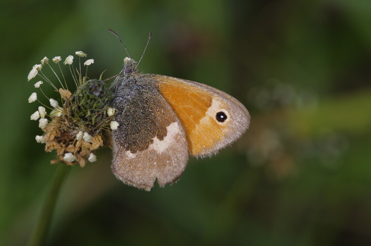 Pyronia tithonus, Gate Keeper
