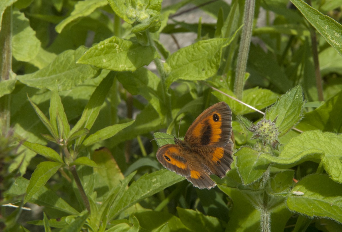 Pyronia tithonus, Gate Keeper