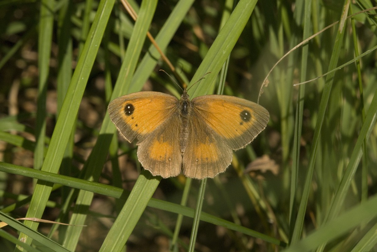 Pyronia tithonus, Gate Keeper
