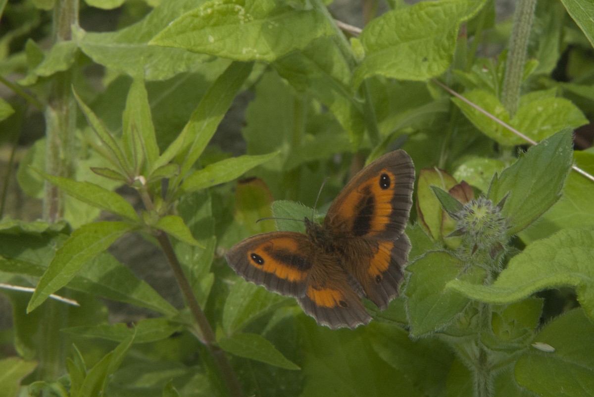 Pyronia tithonus, Gate Keeper