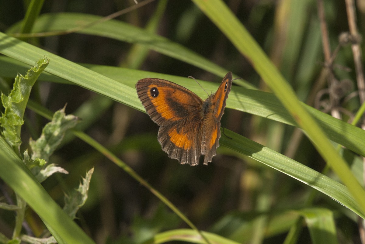 Pyronia tithonus, Gate Keeper