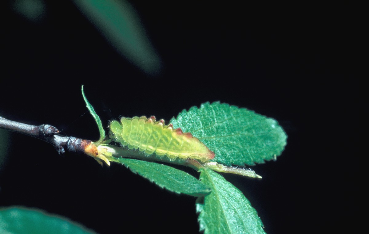 Satyrium pruni, Black Hairstreak