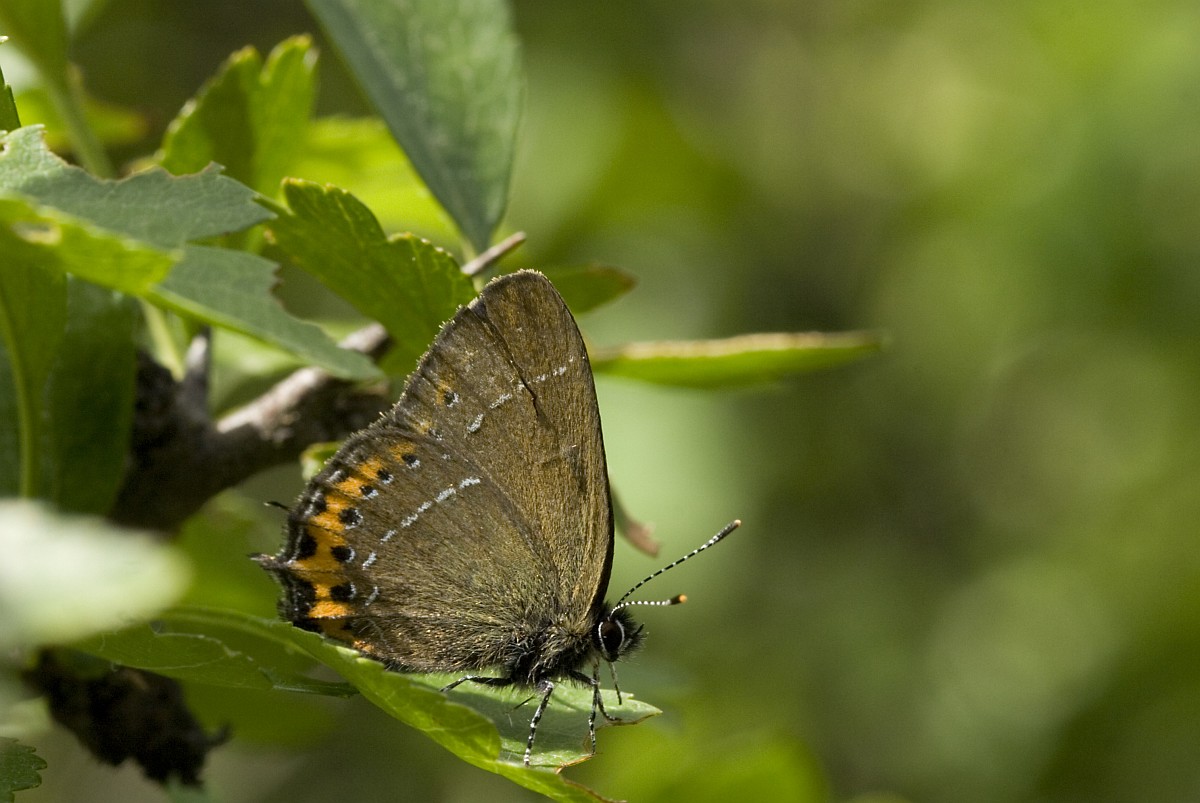 Satyrium pruni, Black Hairstreak