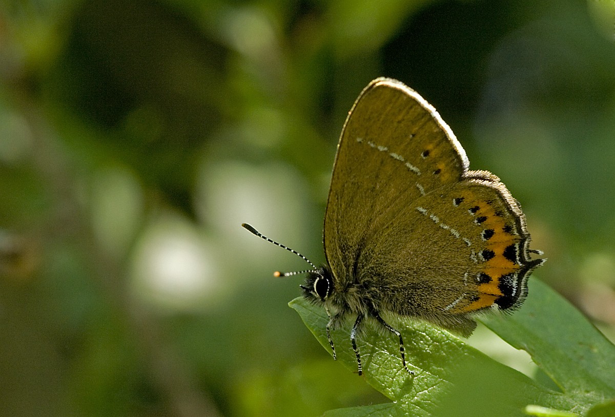 Satyrium pruni, Black Hairstreak