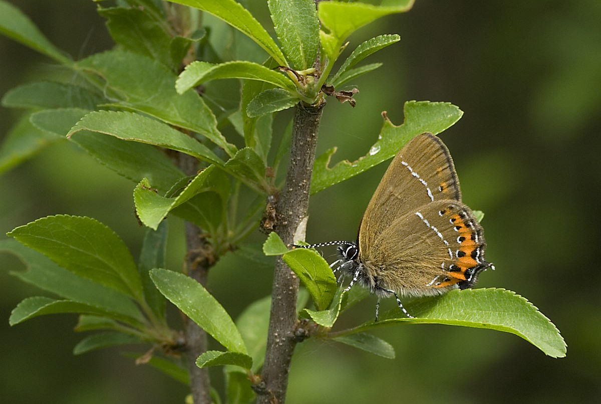 Satyrium pruni, Black Hairstreak
