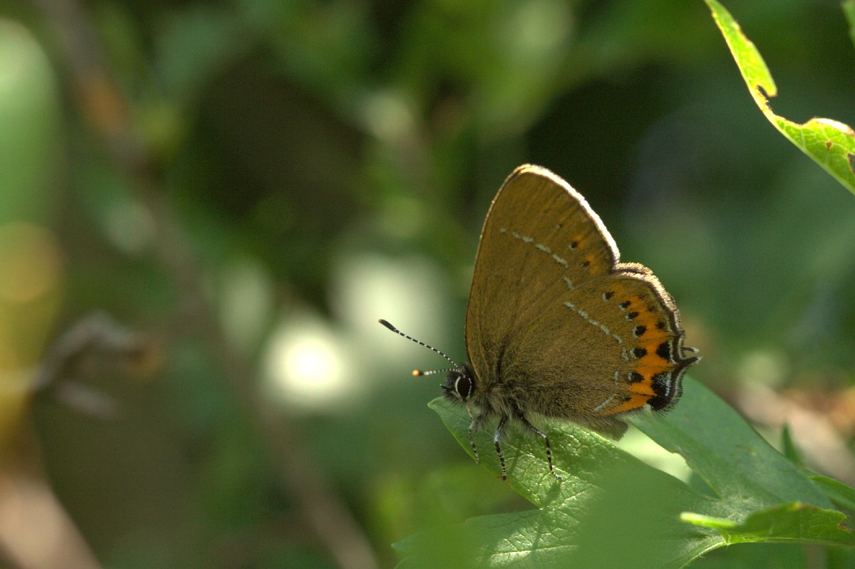 Satyrium pruni, Black Hairstreak
