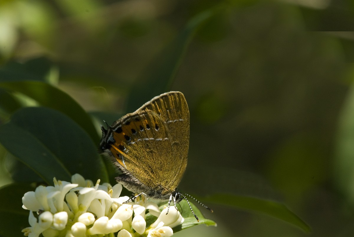 Satyrium pruni, Black Hairstreak