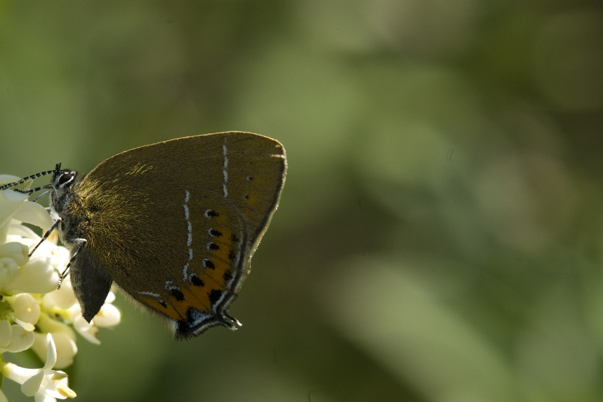 Satyrium pruni, Black Hairstreak