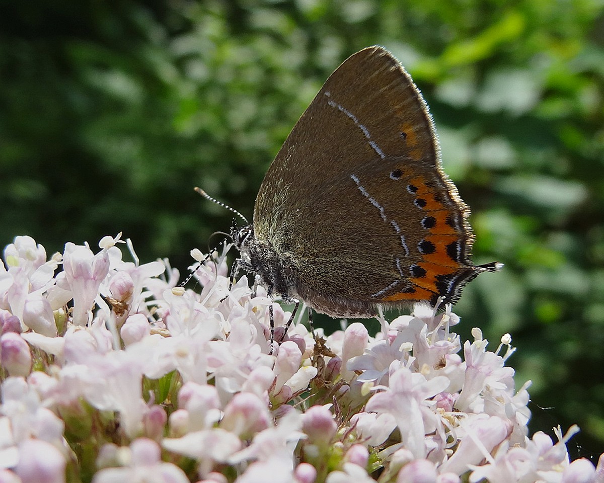 Satyrium pruni, Black Hairstreak