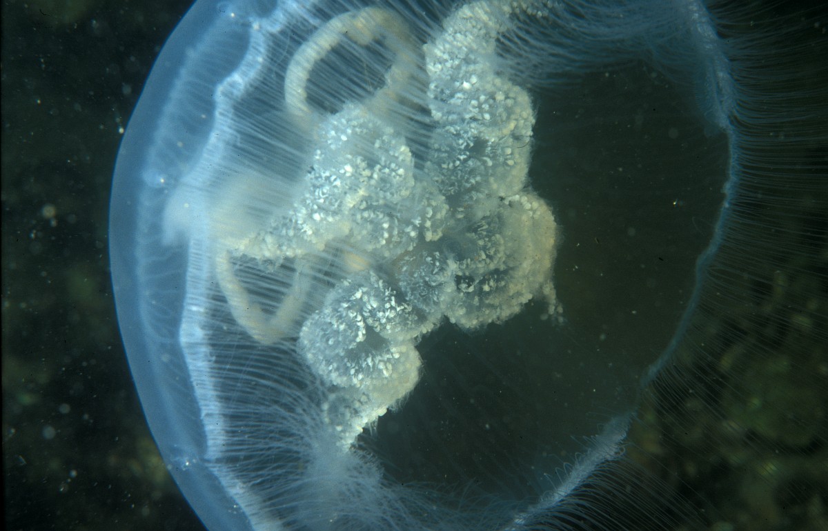 Aurelia aurita, Moon Jellyfish