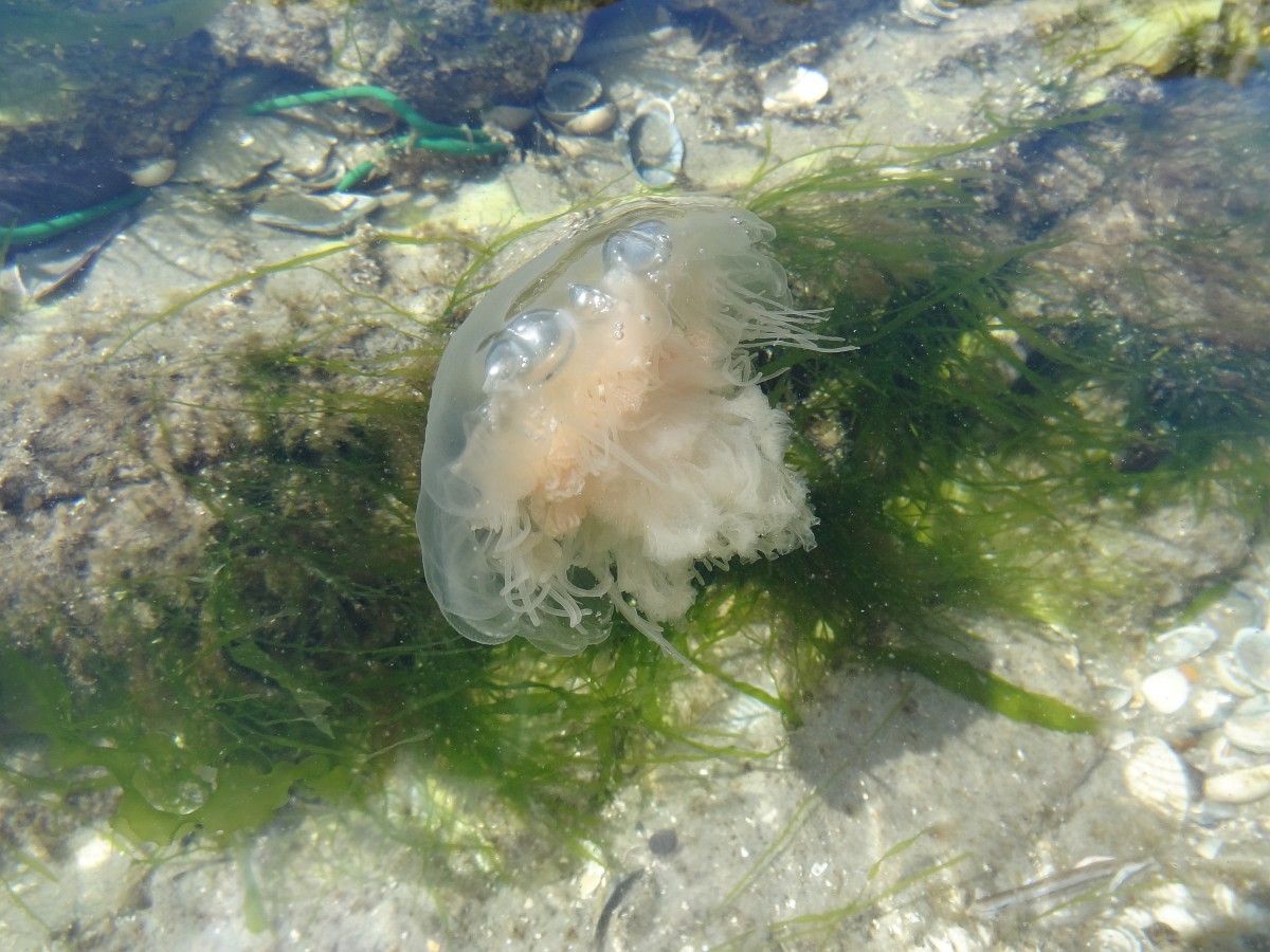 Cyanea lamarckii, Blue Jellyfish