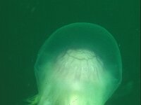 Cyanea lamarckii, Blue Jellyfish