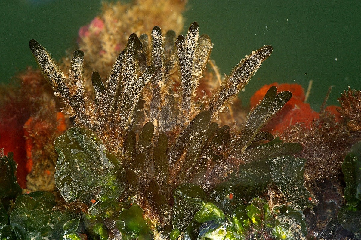 Codium fragile, Hariot