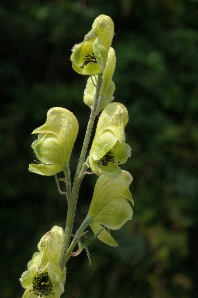 Aconitum anthora, Pyrenean Monk's-hood