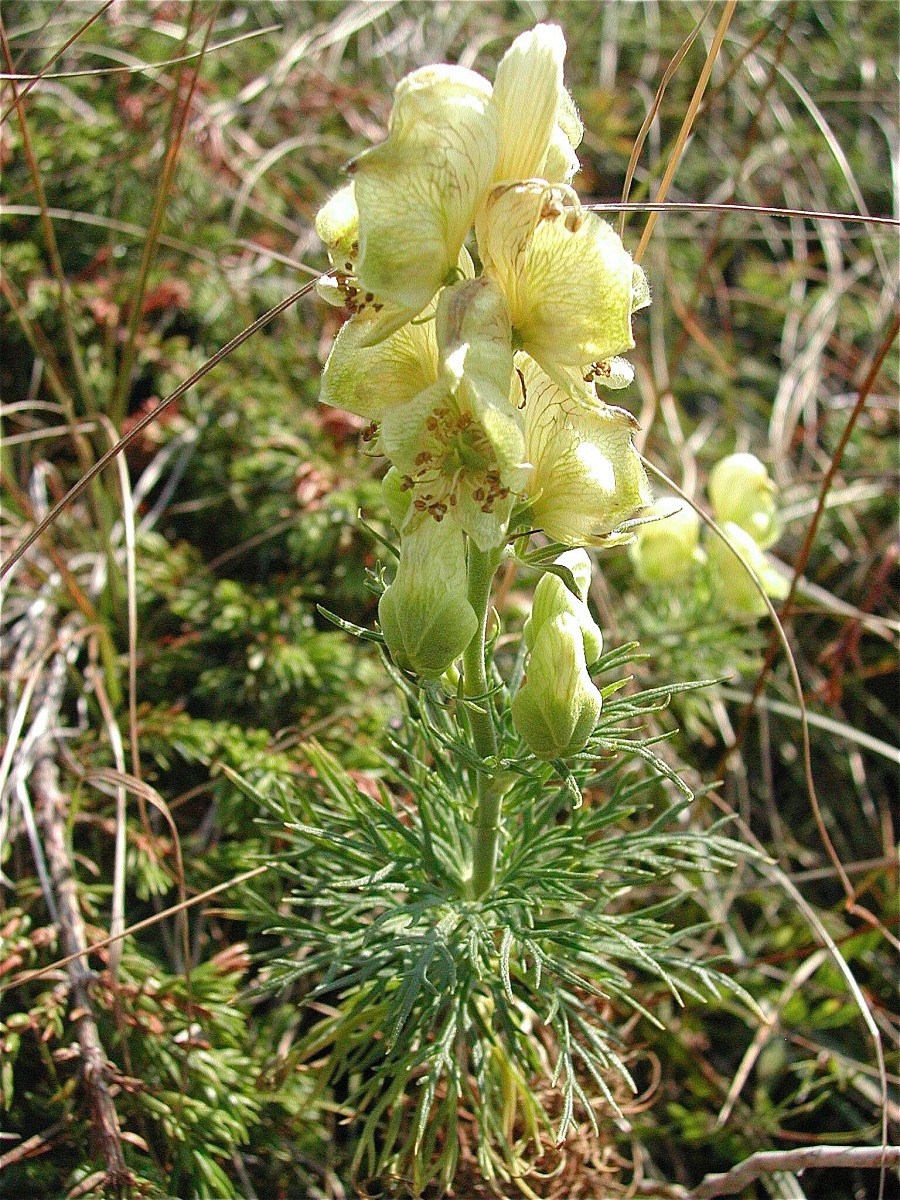 Aconitum anthora, Pyrenean Monk's-hood