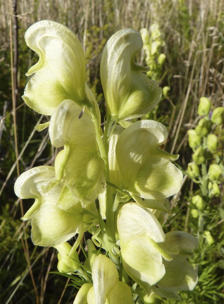Aconitum anthora, Pyrenean Monk's-hood