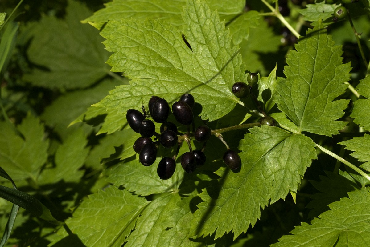 Actaea spicata, Baneberry