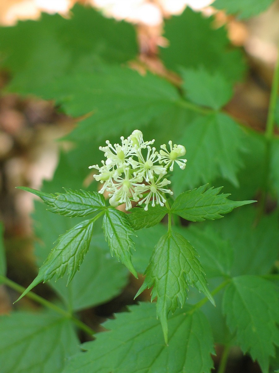 Actaea spicata, Baneberry