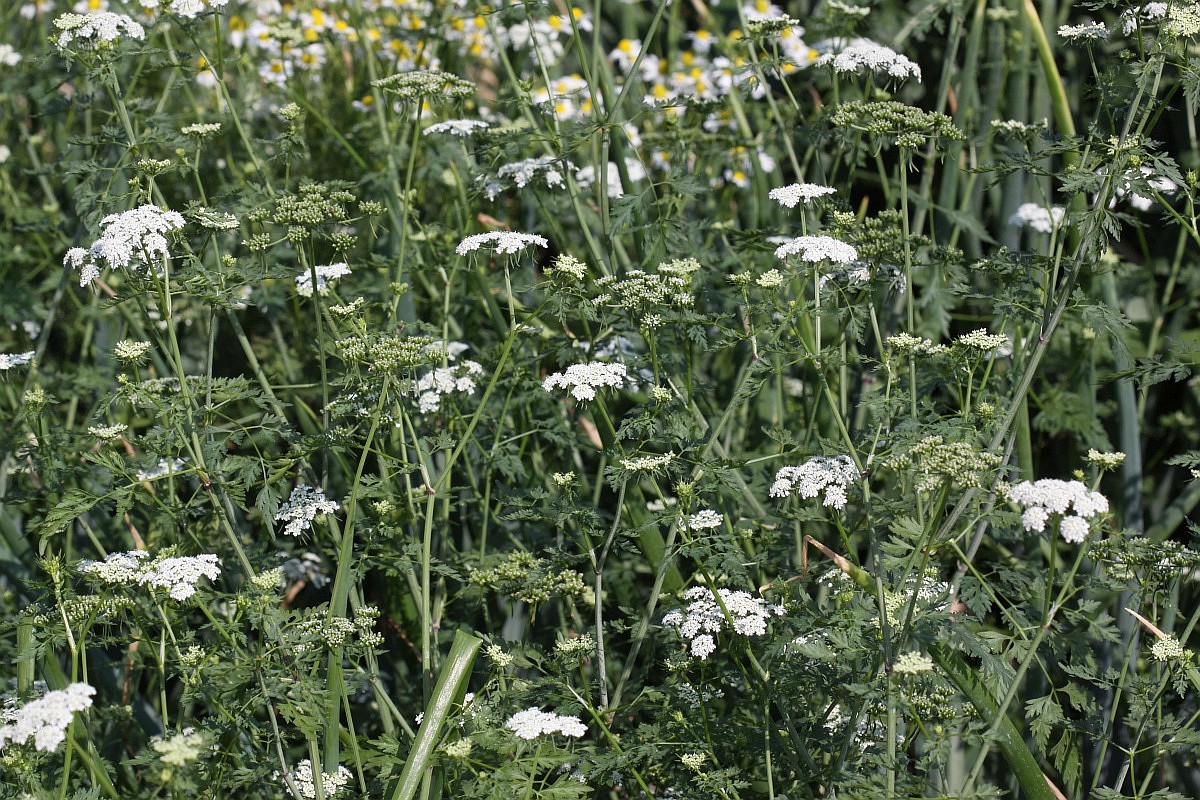 Aethusa cynapium, Fools Parsley