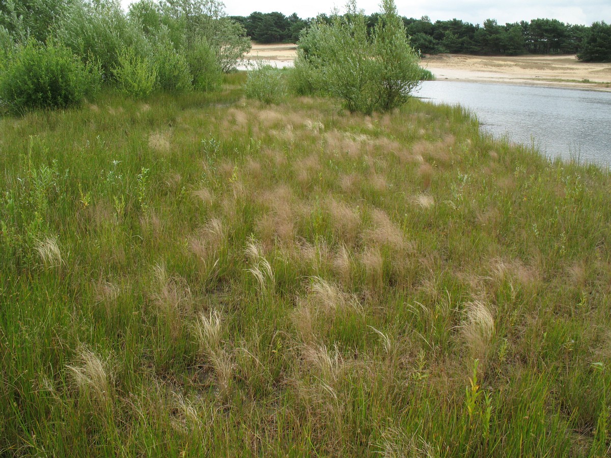 Agrostis hyemalis, Winter Bentgrass