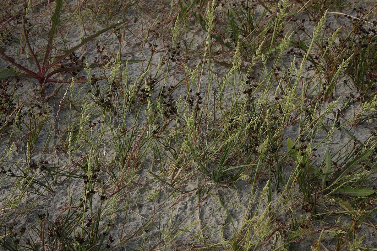 Agrostis stolonifera, Creeping Bentgrass