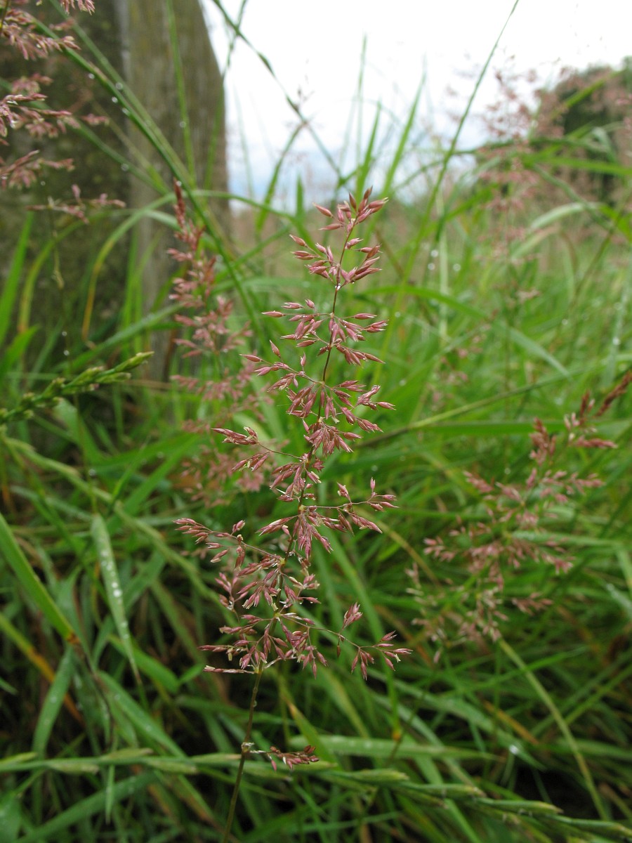 Agrostis stolonifera, Creeping Bentgrass
