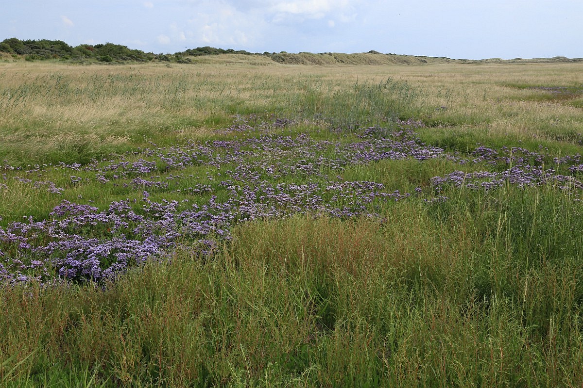 Agrostis stolonifera, Creeping Bentgrass