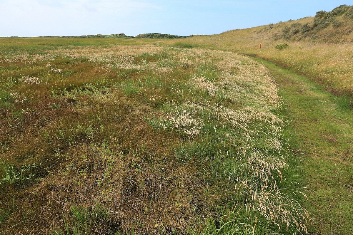Agrostis stolonifera, Creeping Bentgrass