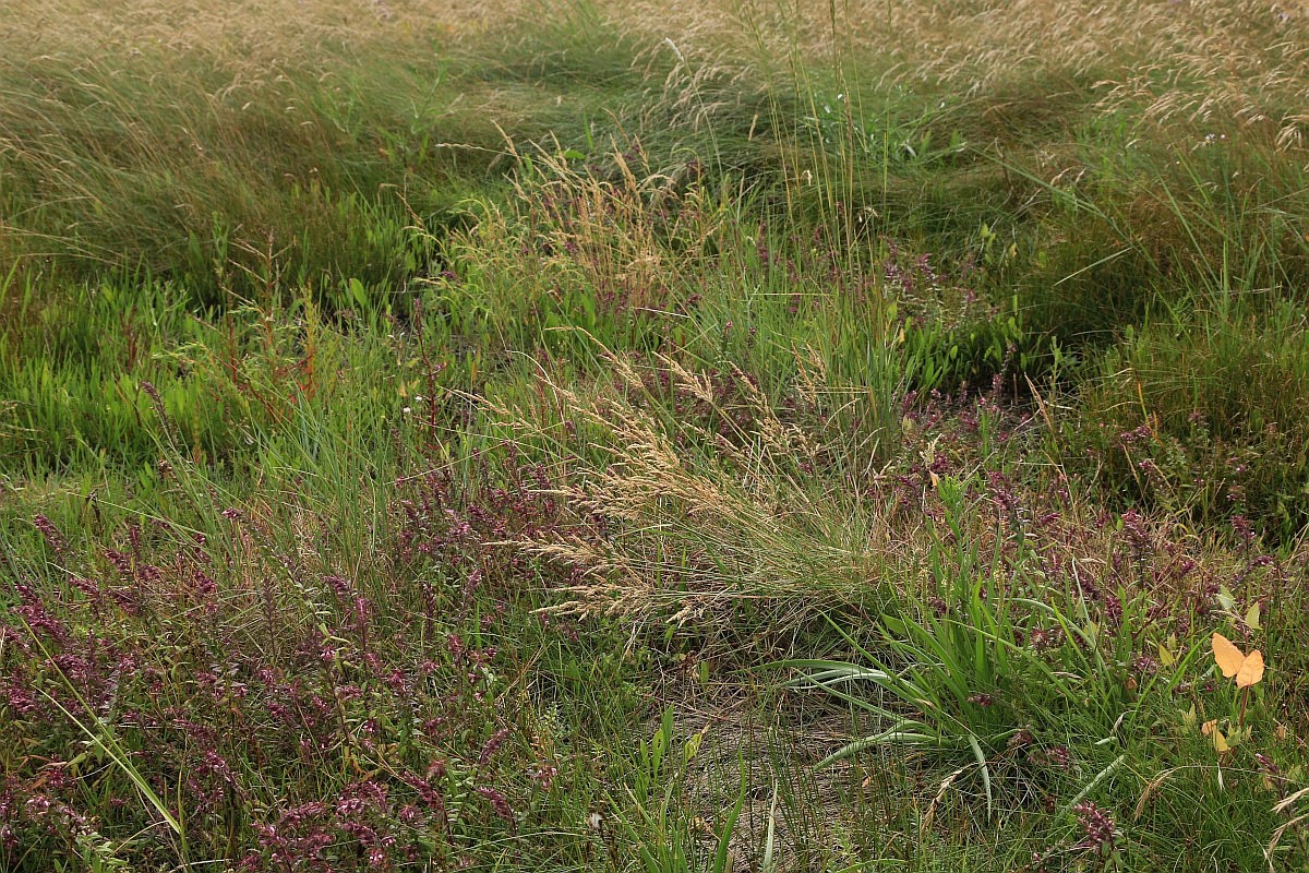 Agrostis stolonifera, Creeping Bentgrass