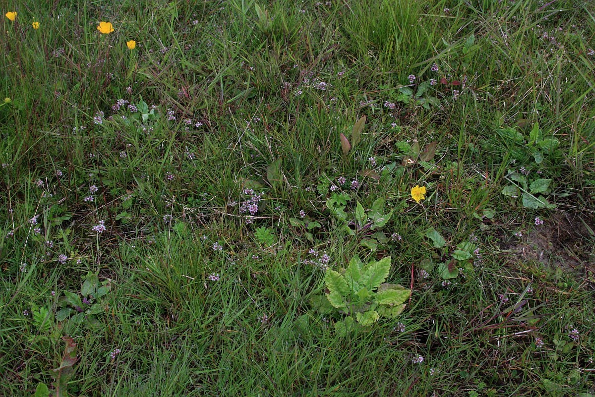 Agrostis stolonifera, Creeping Bentgrass
