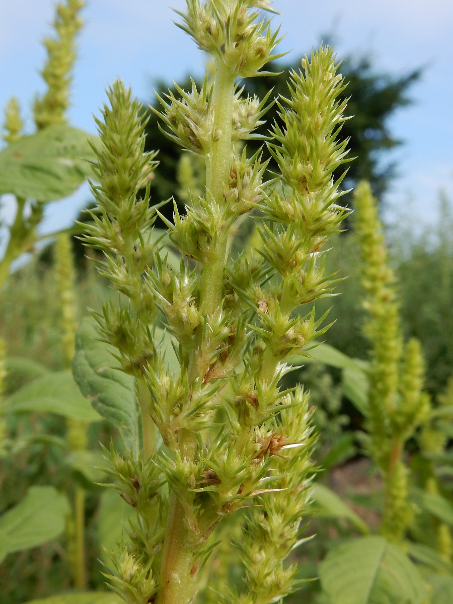 Amaranthus hybridus, Green Amaranth