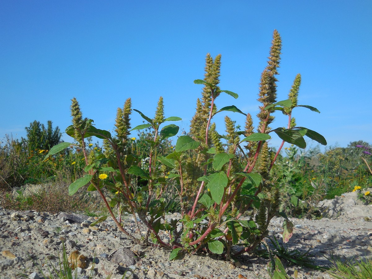 Amaranthus hybridus, Green Amaranth