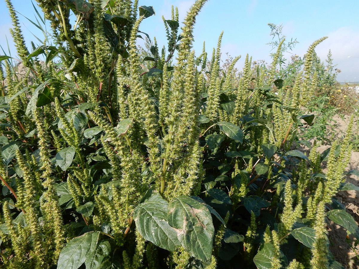 Amaranthus hybridus, Green Amaranth