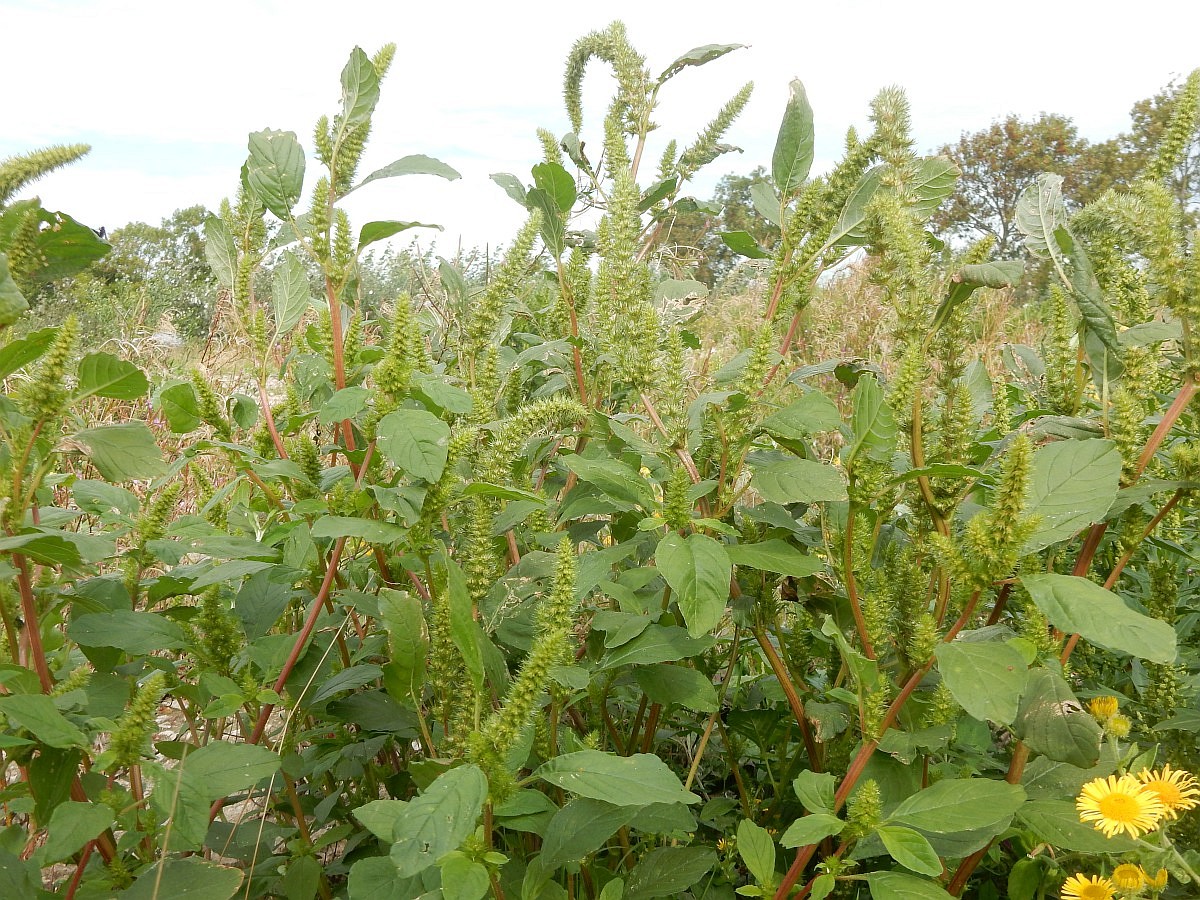 Amaranthus hybridus, Green Amaranth