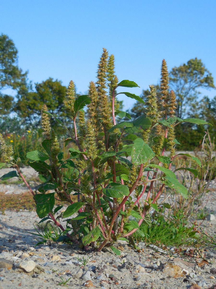 Amaranthus hybridus, Green Amaranth