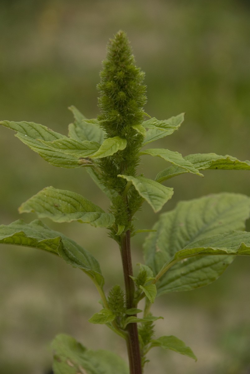 Amaranthus hybridus, Green Amaranth