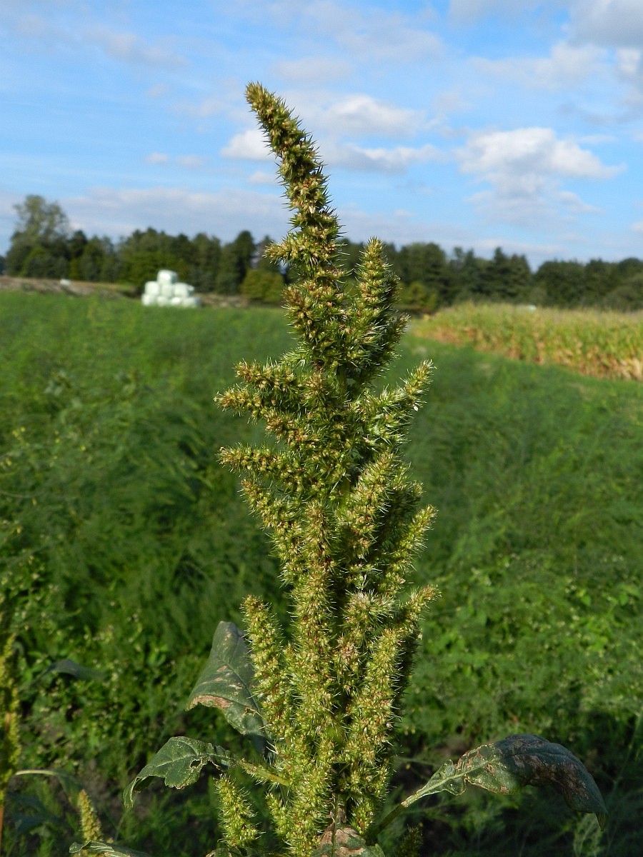 Amaranthus hybridus, Green Amaranth