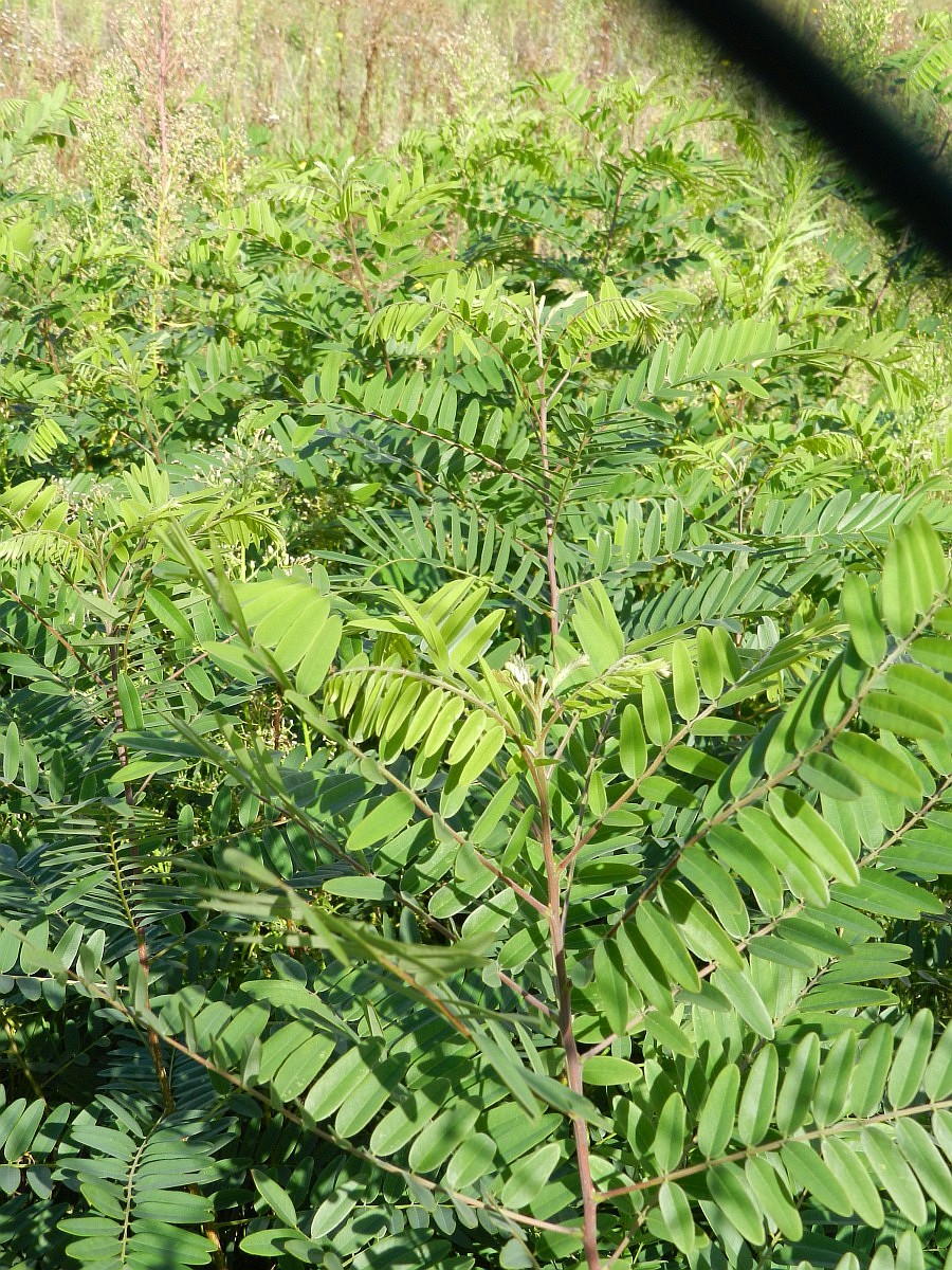 Amorpha fruticosa, Indigo Bush
