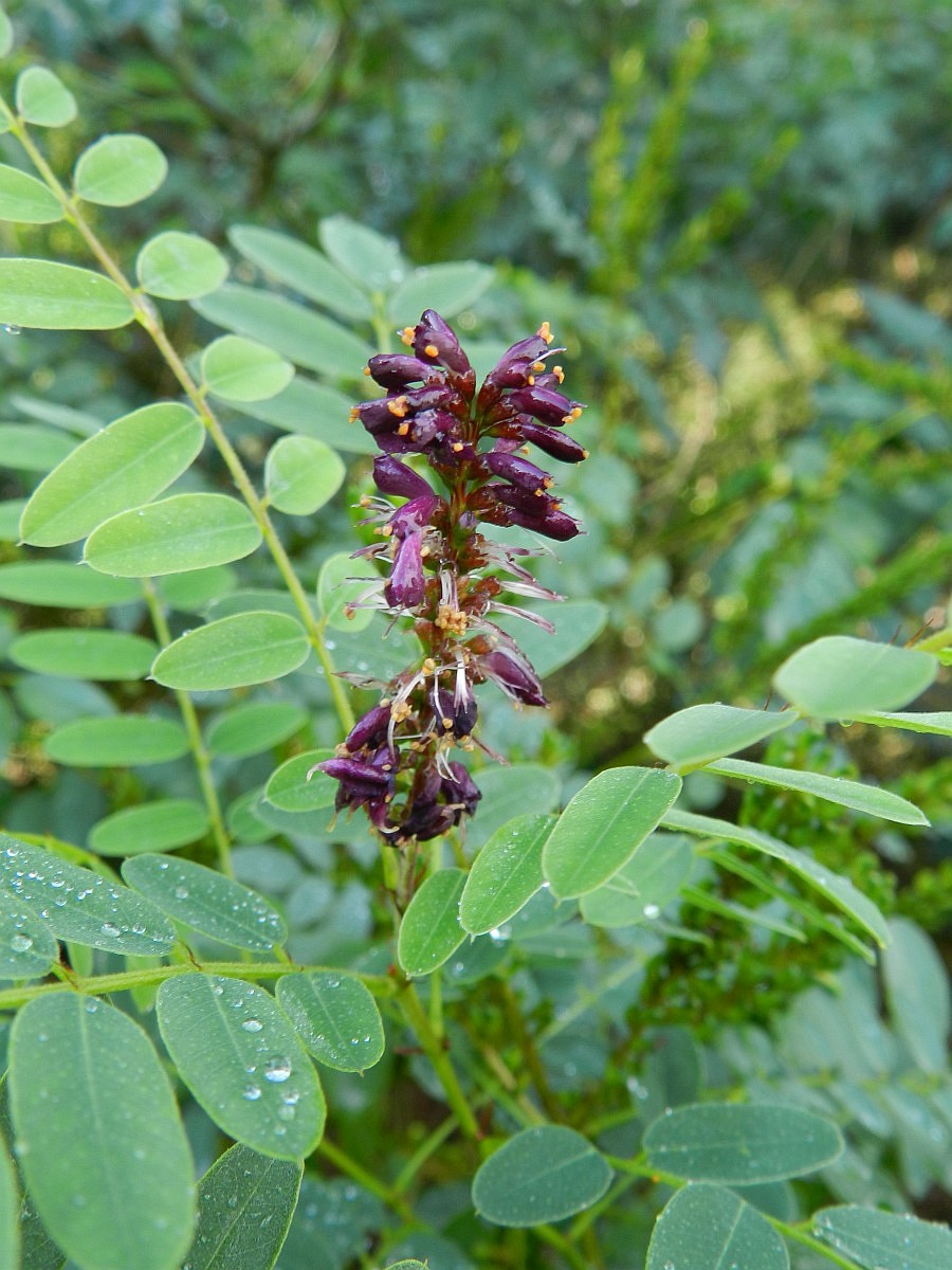 Amorpha fruticosa, Indigo Bush