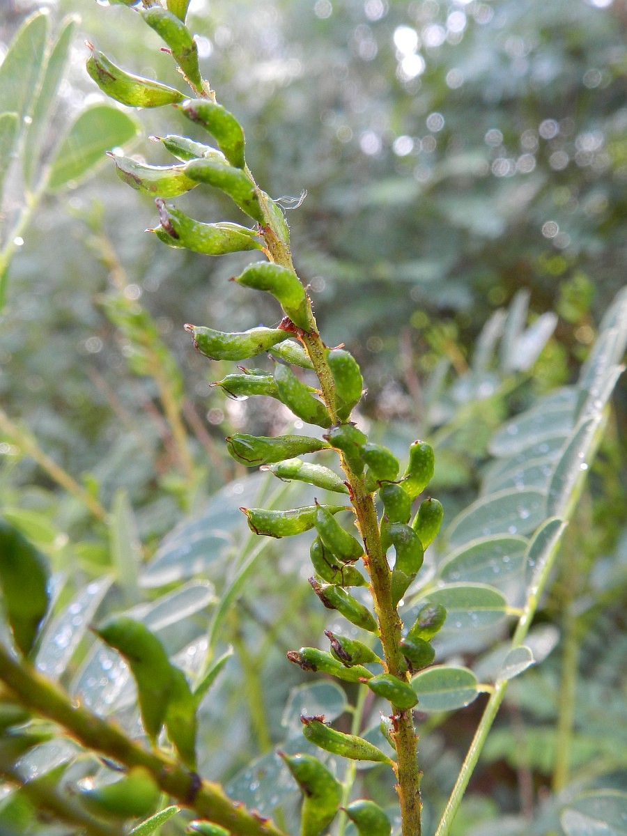 Amorpha fruticosa, Indigo Bush