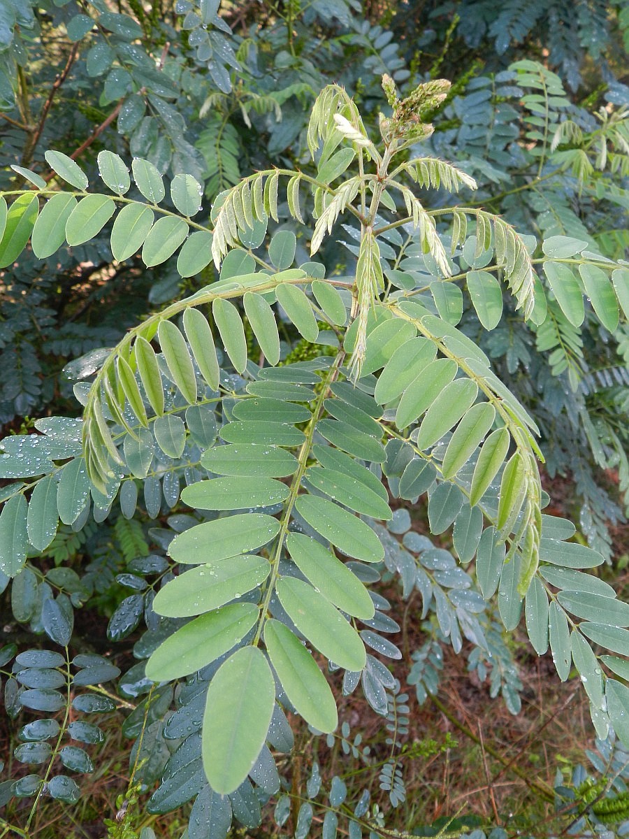 Amorpha fruticosa, Indigo Bush
