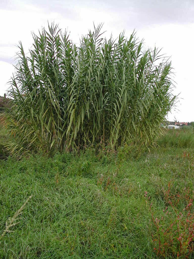Arundo donax, Giant Reed