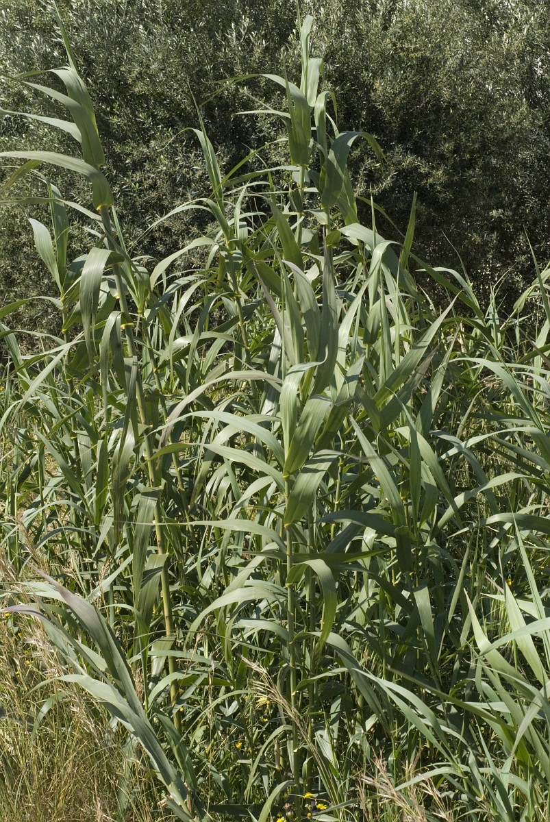 Arundo donax, Giant Reed