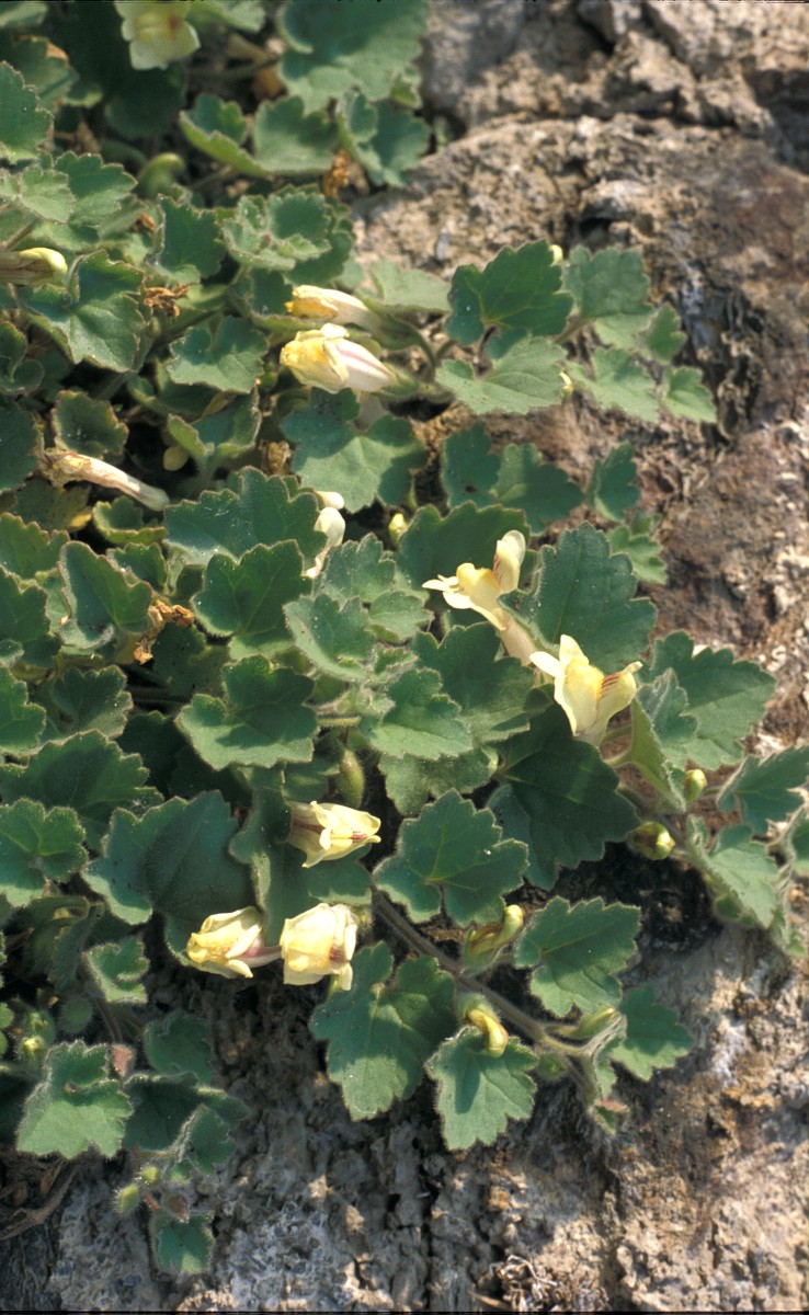 Asarina procumbens, Creeping snapdragon